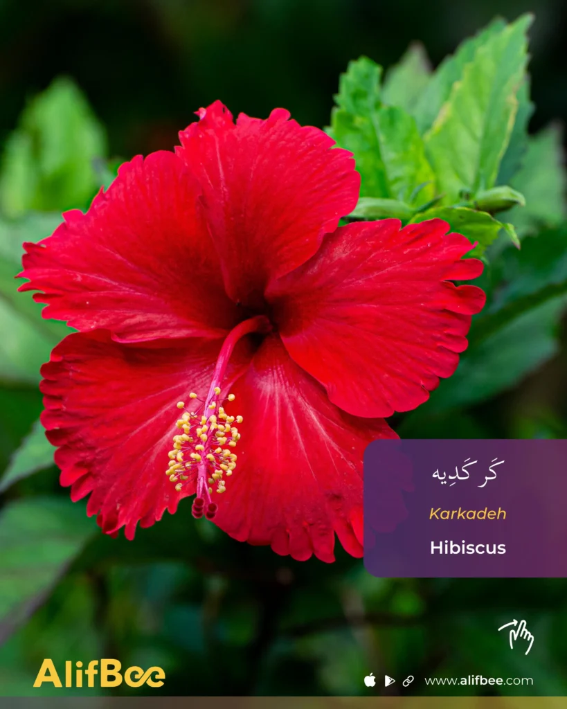 Top 25 Arabic Flower Names: A Guide to the Most Beautiful Blooms in Arabic