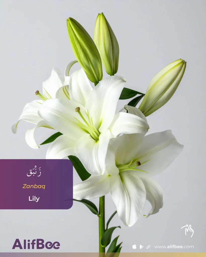 Top 25 Arabic Flower Names: A Guide to the Most Beautiful Blooms in Arabic
