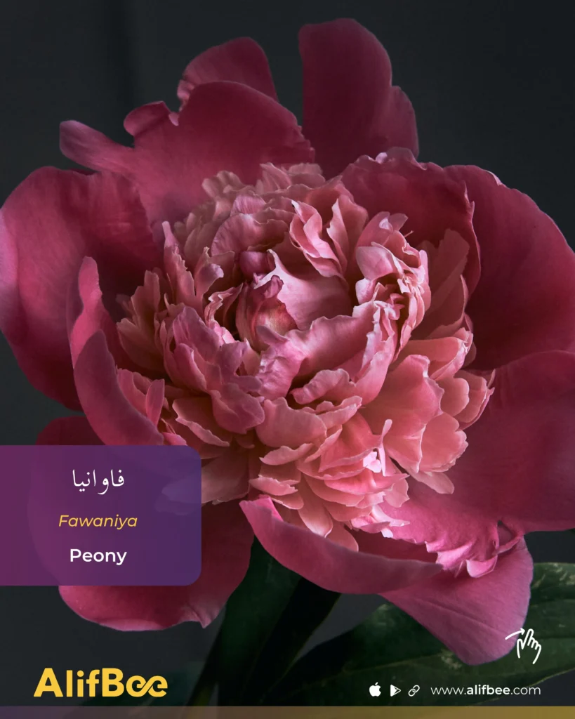 Top 25 Arabic Flower Names: A Guide to the Most Beautiful Blooms in Arabic